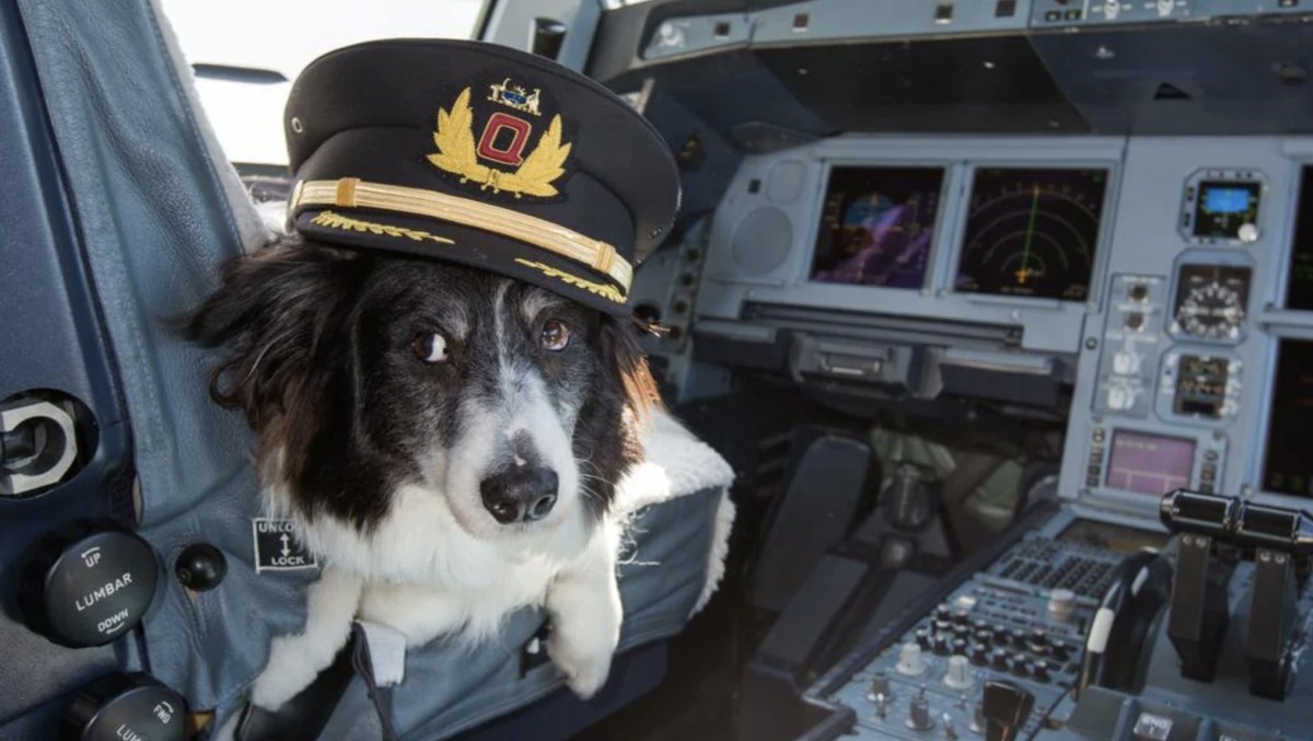 A Complete Guide to Flying with Your Pets | Private Jet Charter