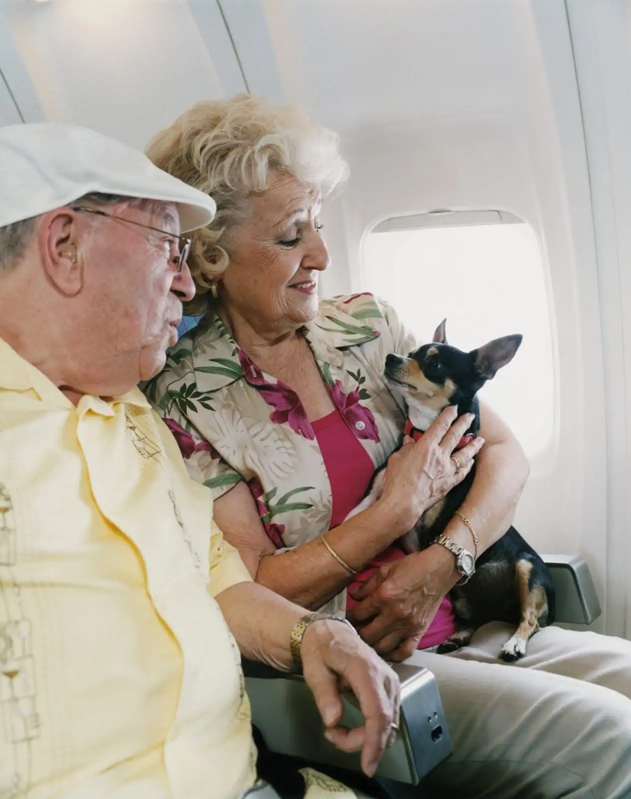 A Complete Guide to Flying with Your Pets | Private Jet Charter